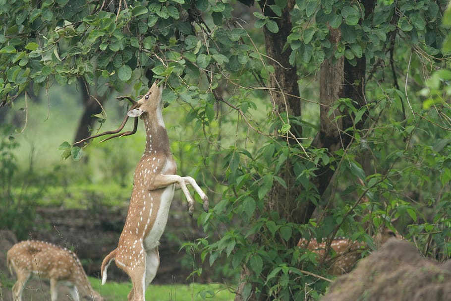 Travel: Kanha, MP - Comfortably Numb