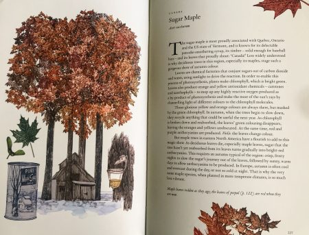 Book review: Around the World in 80 Trees by Jonathan Driori ...