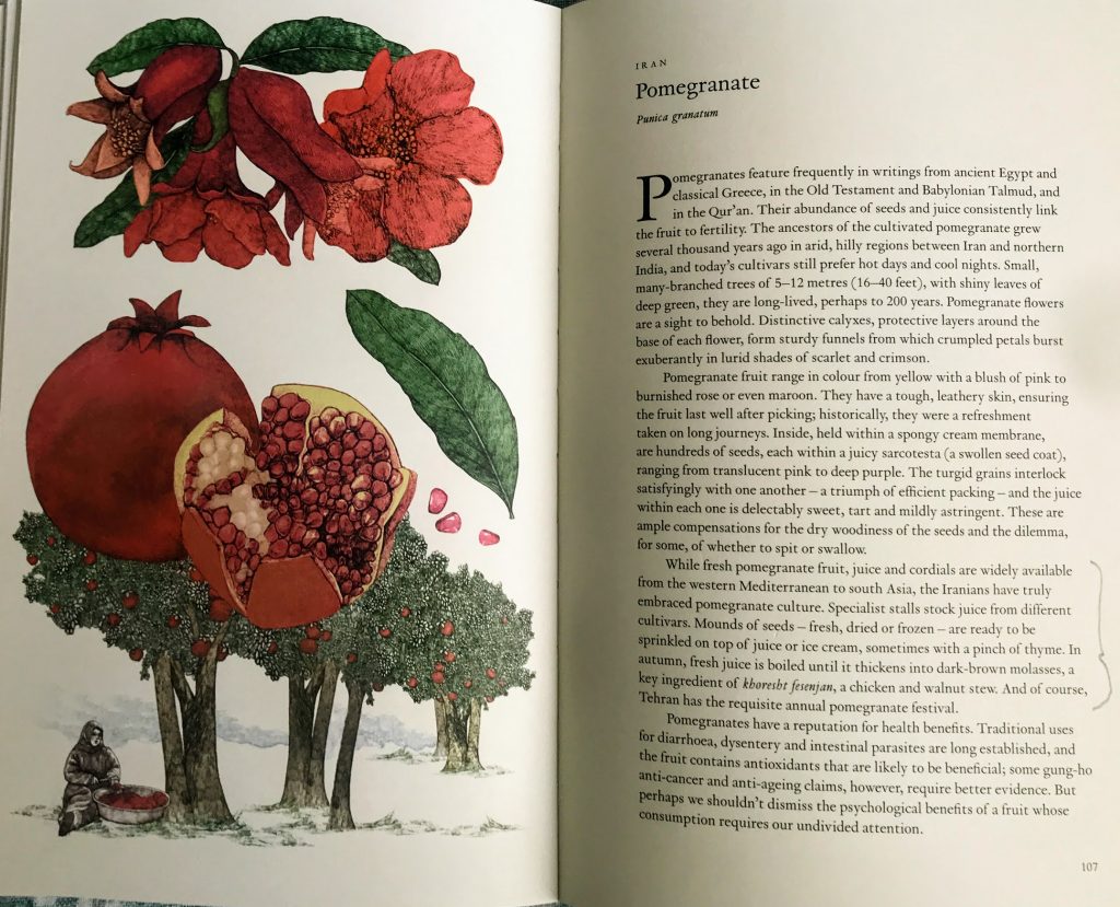 Book review: Around the World in 80 Trees by Jonathan Driori ...